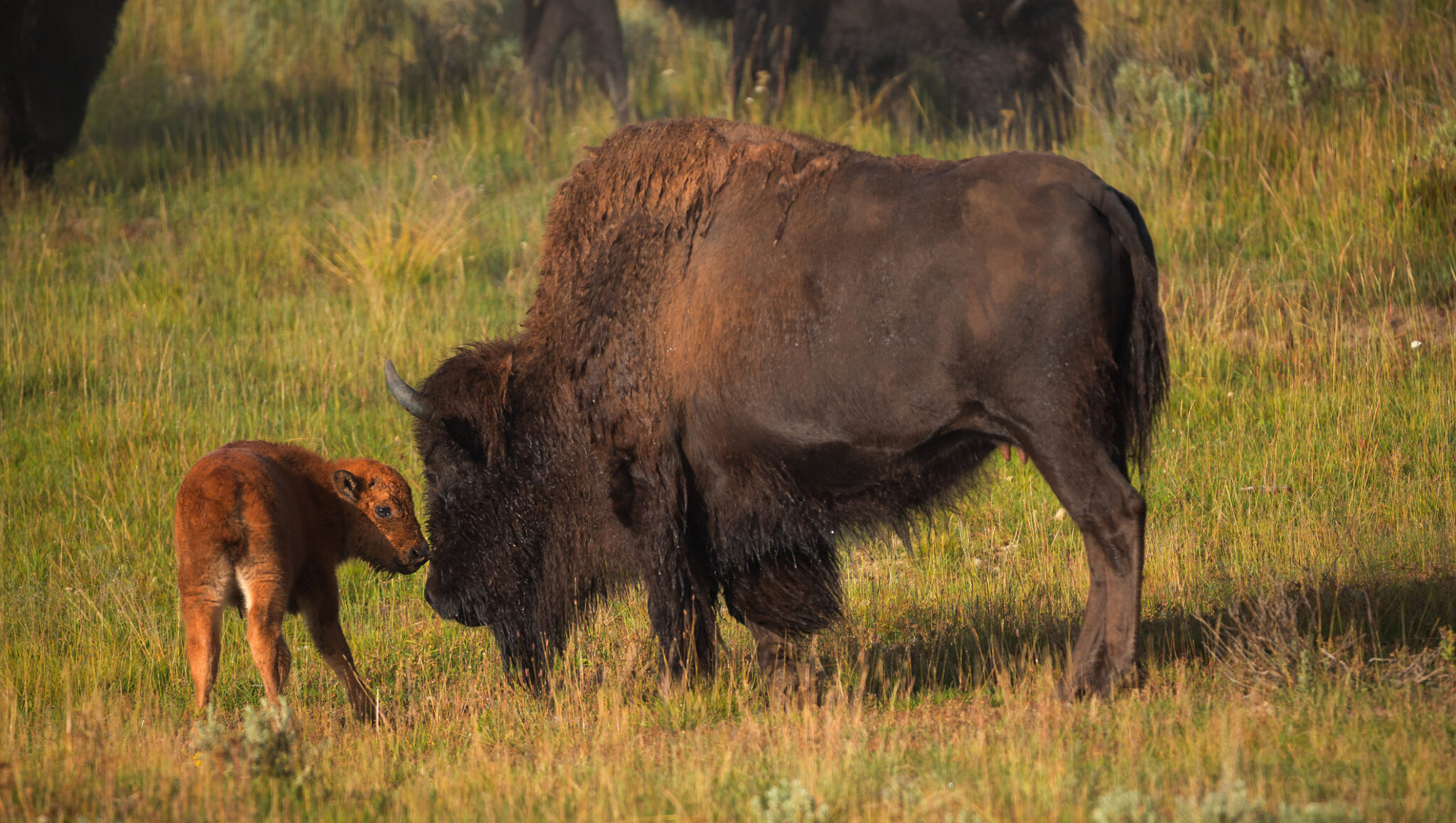 Where to Find the North American Bison - Tracks & Trails